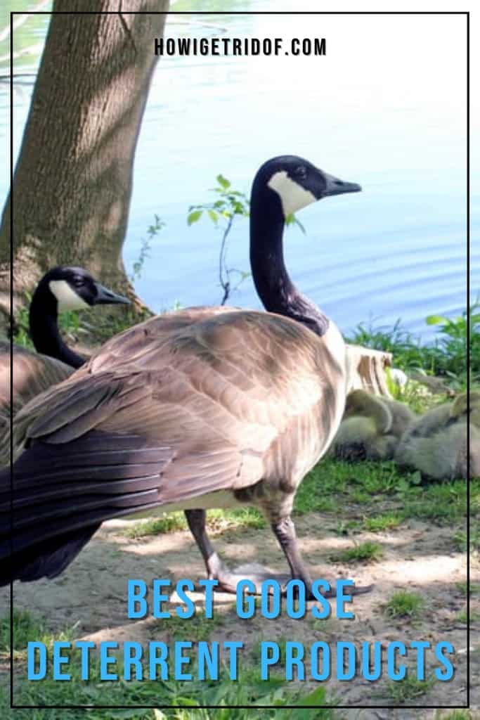Best Goose Deterrent Products - How I Get Rid Of