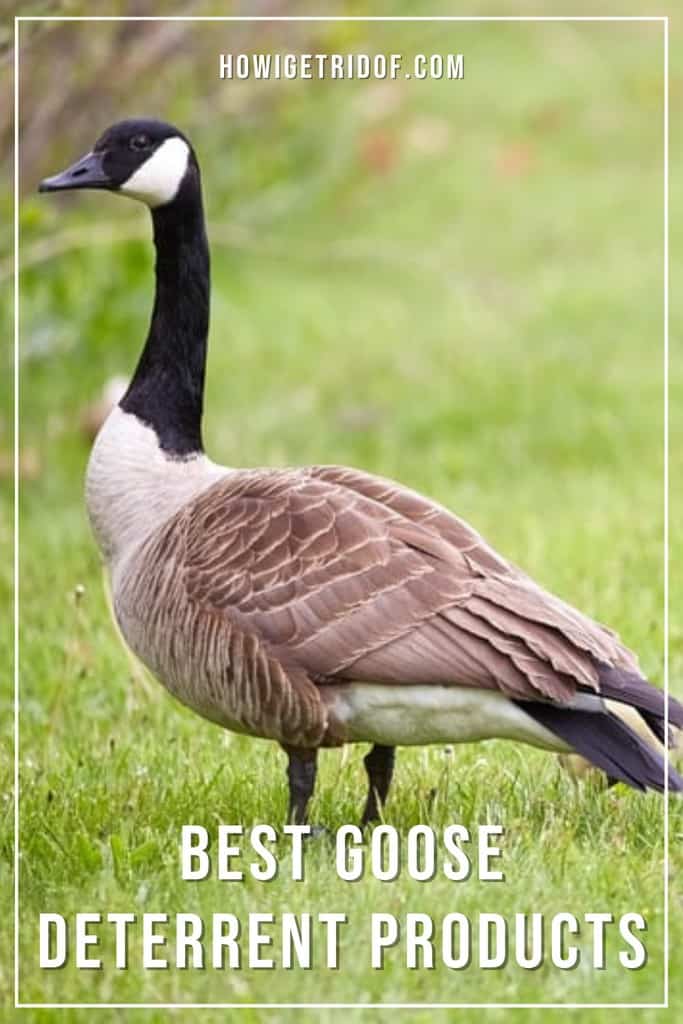 Best Goose Deterrent Products - How I Get Rid Of