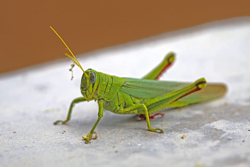 13 Types of Grasshoppers You Can See in Your Garden - How I Get Rid Of