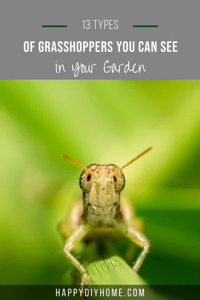 13 Types of Grasshoppers You Can See in Your Garden - How I Get Rid Of