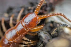 Best Centipede Traps For Indoors - How I Get Rid Of