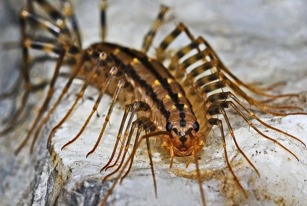 Best Centipede Traps For Indoors - How I Get Rid Of