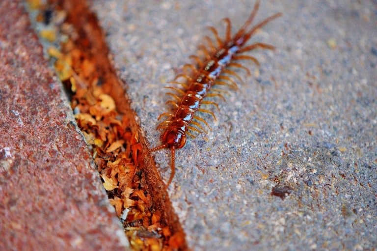 Best Centipede Traps For Indoors - How I Get Rid Of