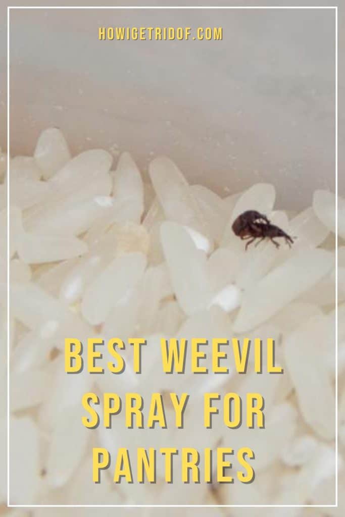 Best Weevil Spray for Pantries - How I Get Rid Of