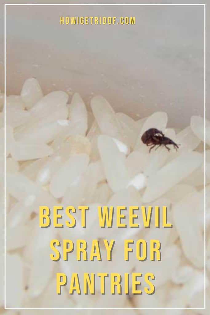 Best Weevil Spray for Pantries - How I Get Rid Of