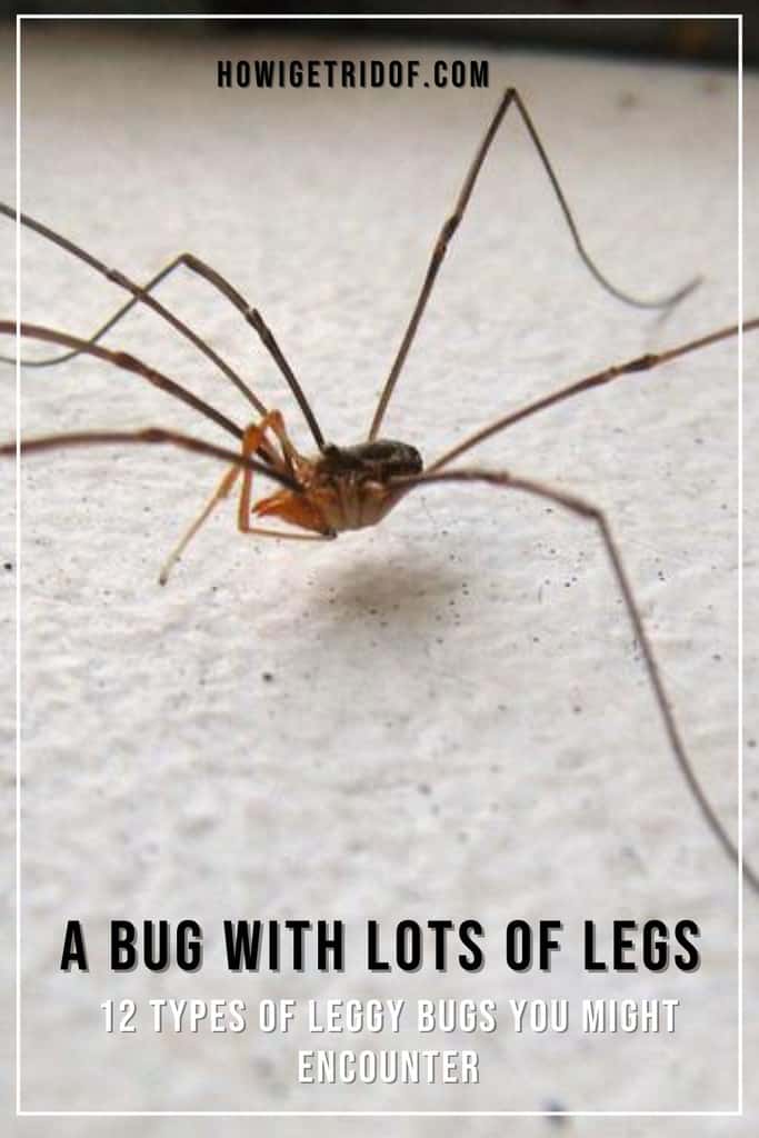 A Bug With Lots of Legs - 12 Types of Leggy Bugs You Might Encounter ...