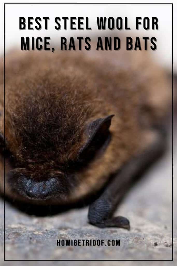 Best Steel Wool For Mice, Rats, And Bats - How I Get Rid Of