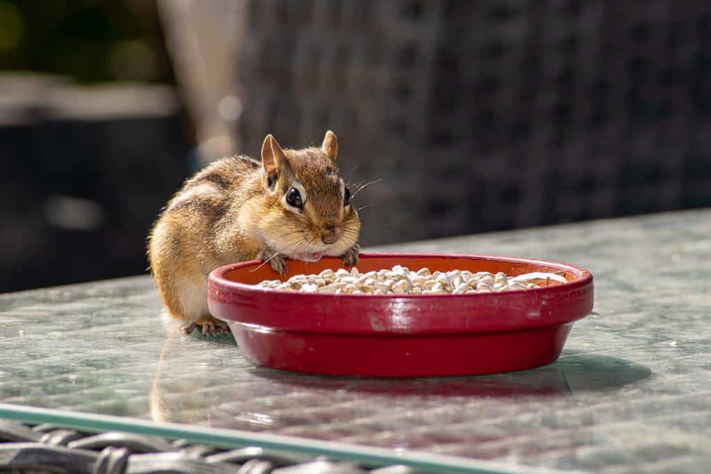The Best Chipmunk Repellent - How I Get Rid Of
