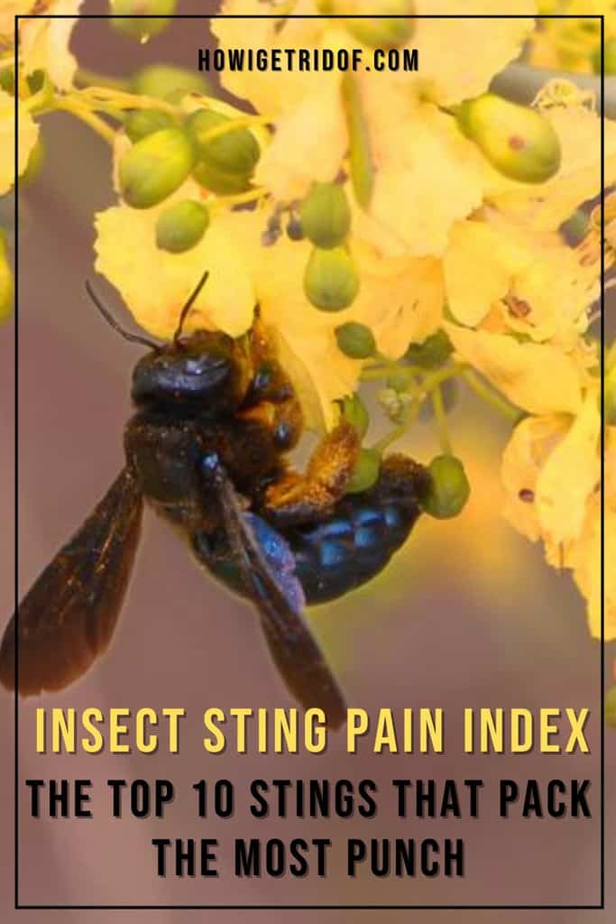 Insect Sting Pain Index - The Top 10 Stings That Pack The Most Punch ...