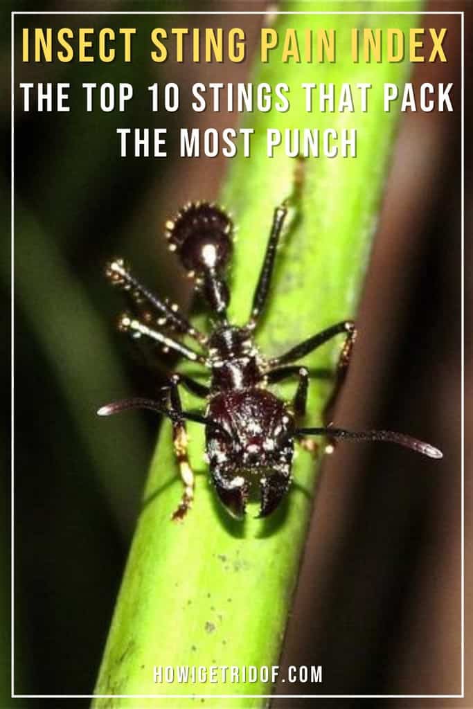 Insect Sting Pain Index - The Top 10 Stings That Pack The Most Punch ...