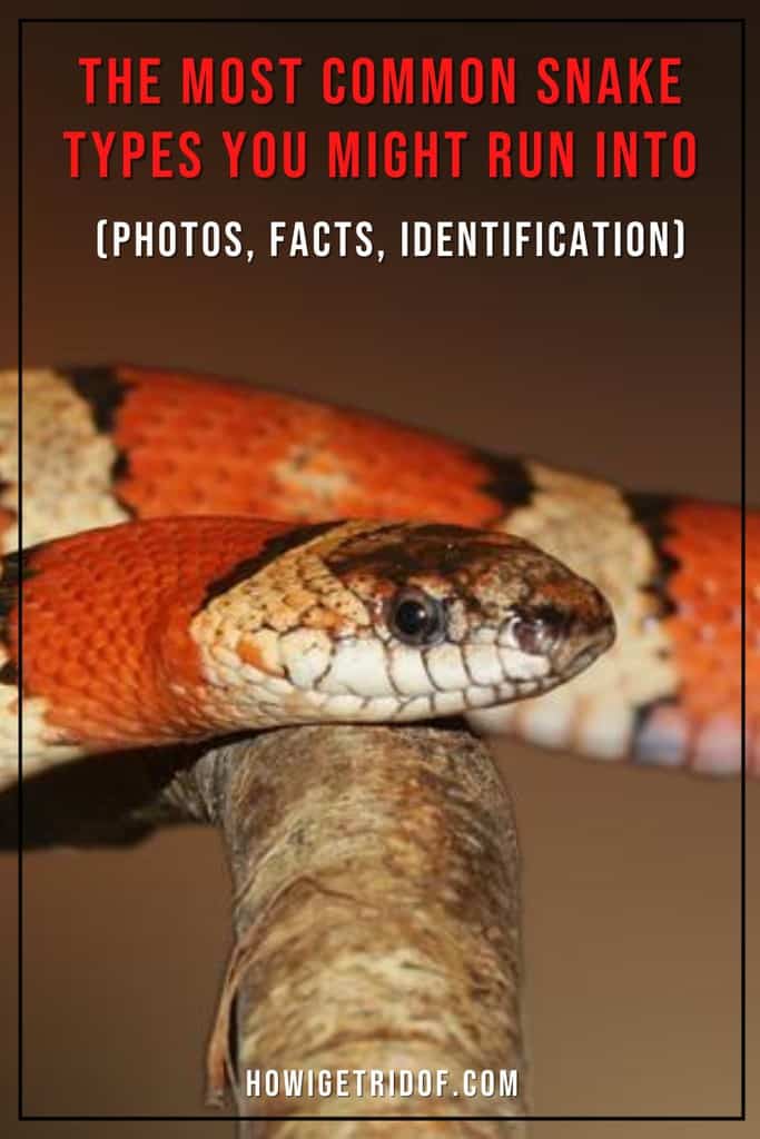 The Most Common Snake Types You Might Run Into (Photos, Facts ...