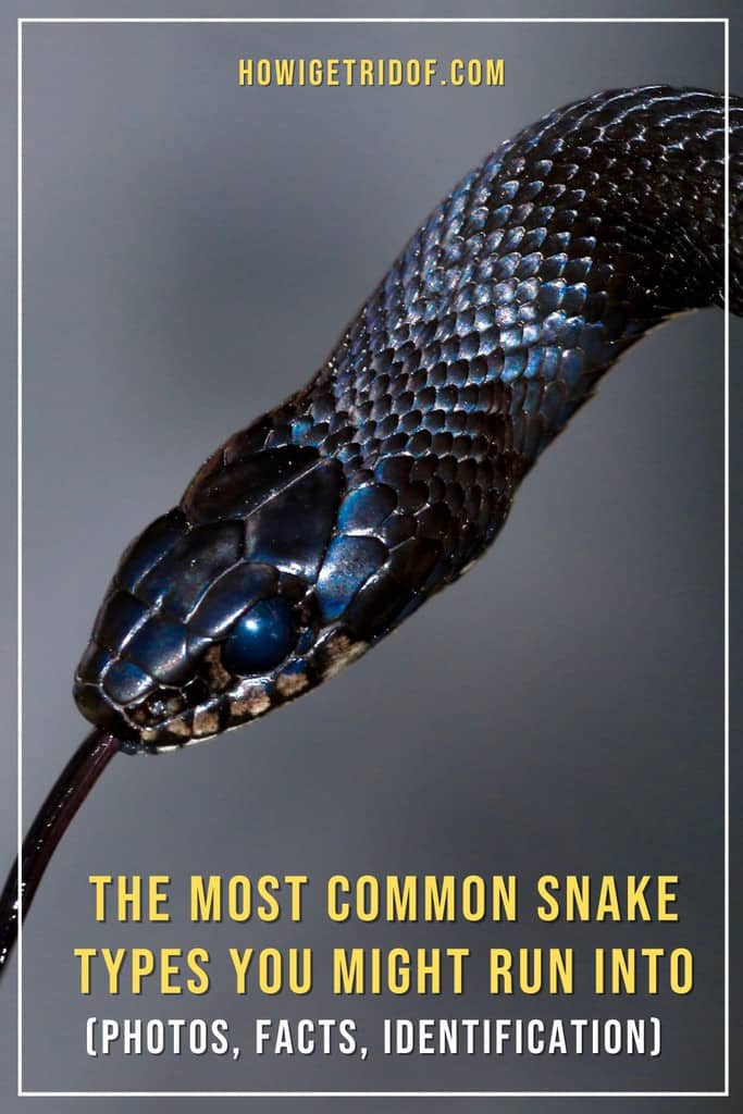 The Most Common Snake Types You Might Run Into (Photos, Facts ...