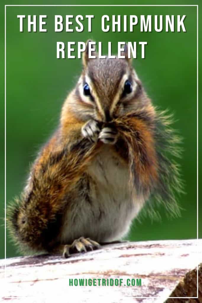 The Best Chipmunk Repellent - How I Get Rid Of