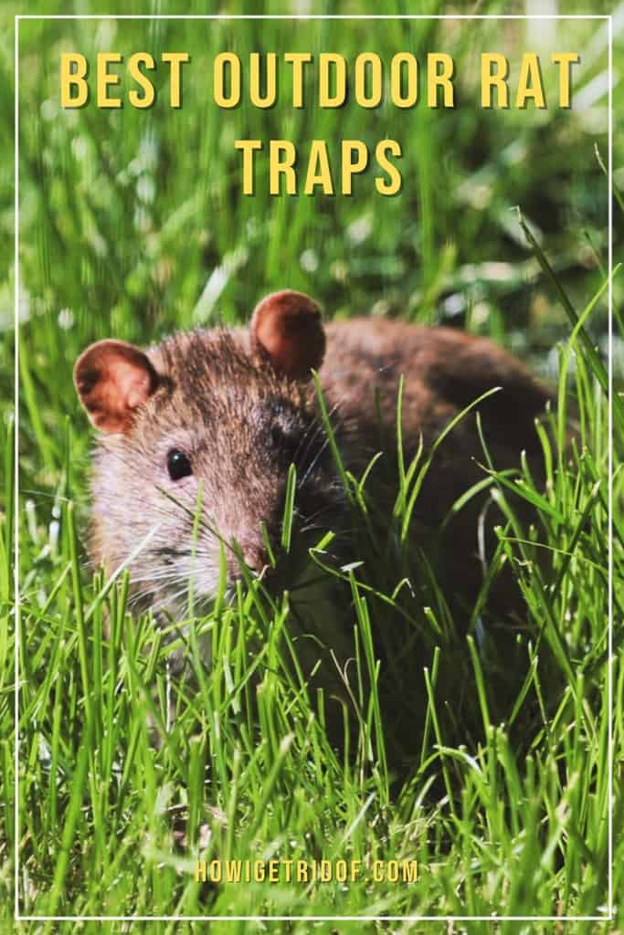 Best Outdoor Rat Traps - How I Get Rid Of