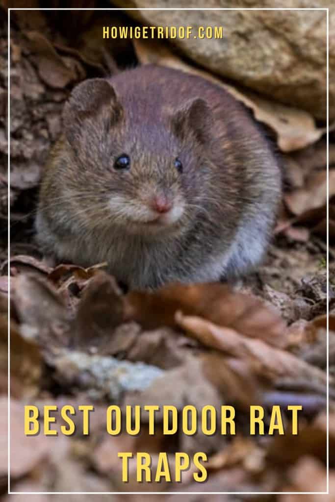 Best Outdoor Rat Traps - How I Get Rid Of