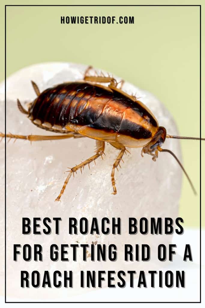 Best Roach Bombs For Getting Rid Of A Roach Infestation - How I Get Rid Of