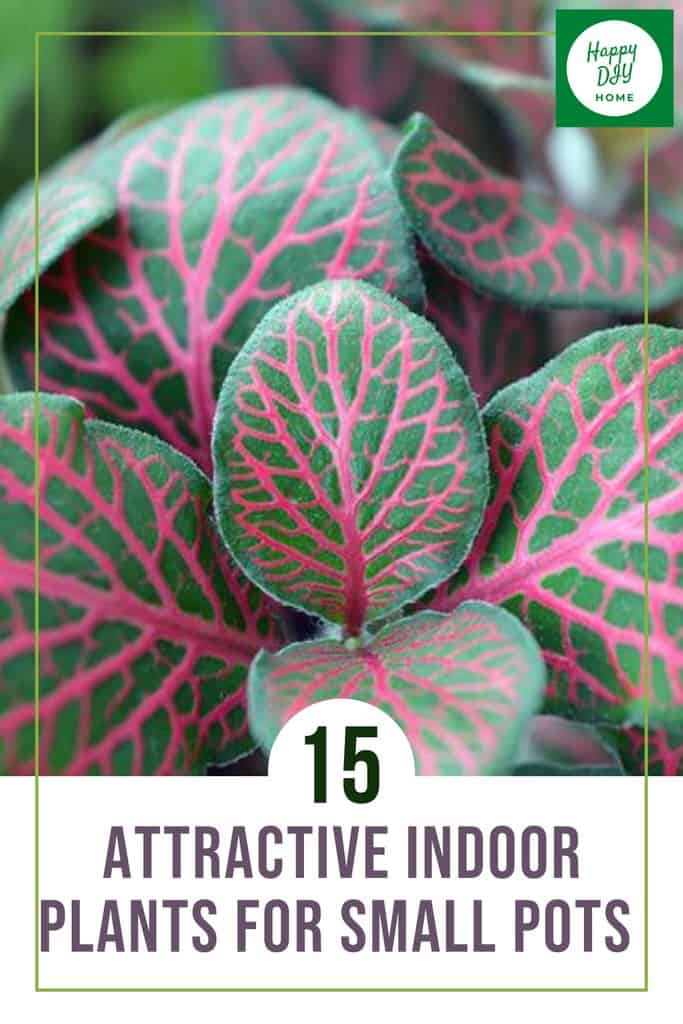 15 Attractive Indoor Plants for Small Pots - How I Get Rid Of
