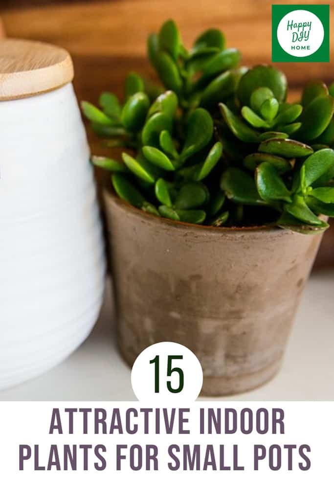 15 Attractive Indoor Plants for Small Pots - How I Get Rid Of