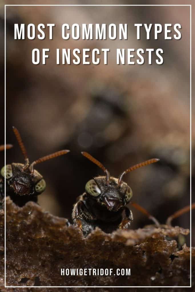 4 Most Common Types of Insect Nests and When You Should Leave Them ...