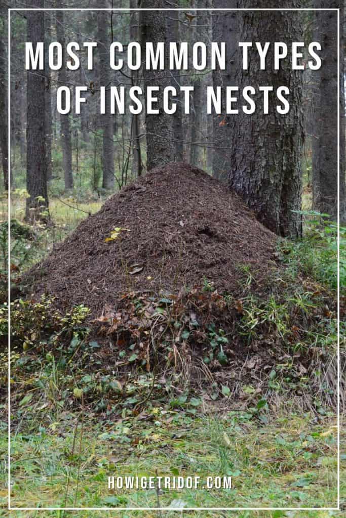 4 Most Common Types of Insect Nests and When You Should Leave Them ...