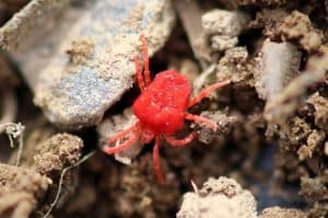 Red Concrete Bugs - How To Get Rid Of Concrete Mites - How I Get Rid Of