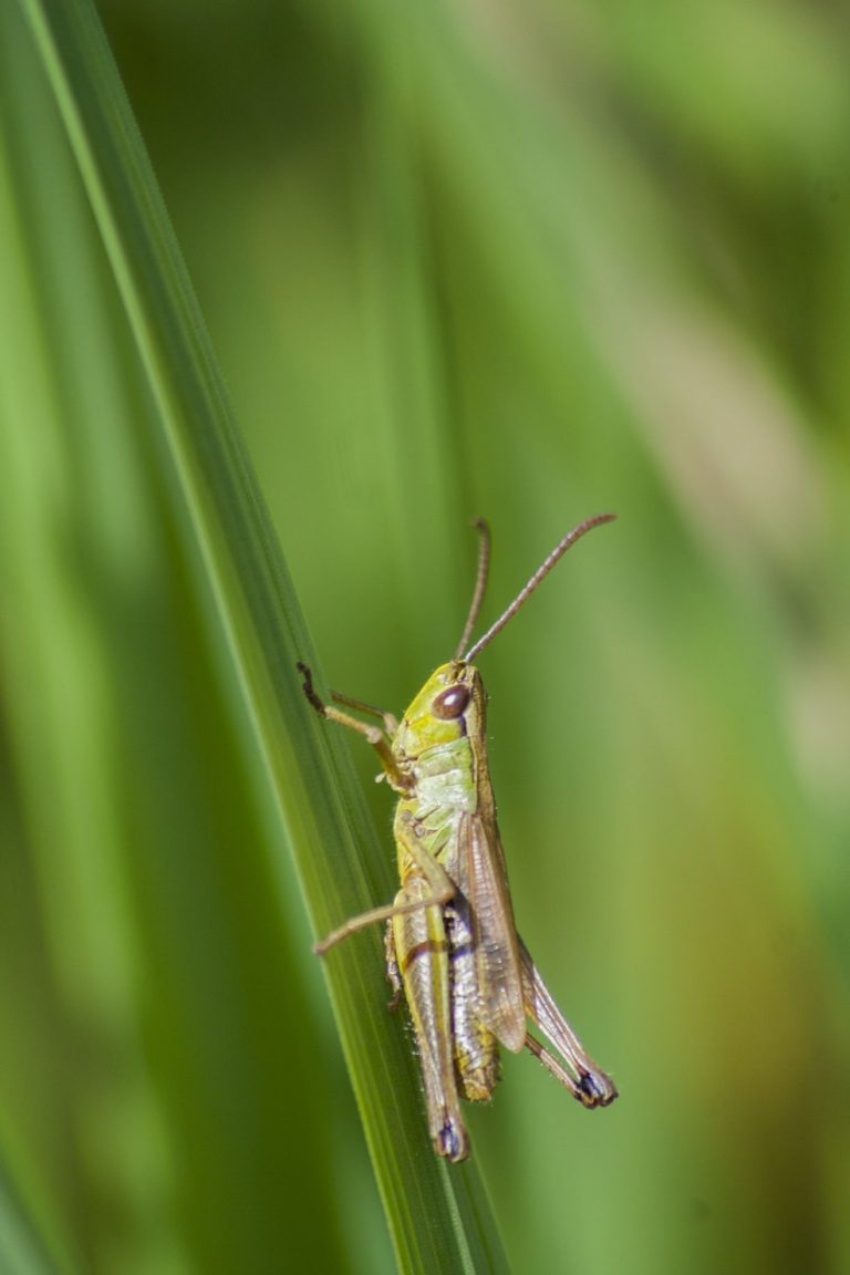 What Kills Grasshoppers? Best Grasshopper Control Methods - How I Get ...