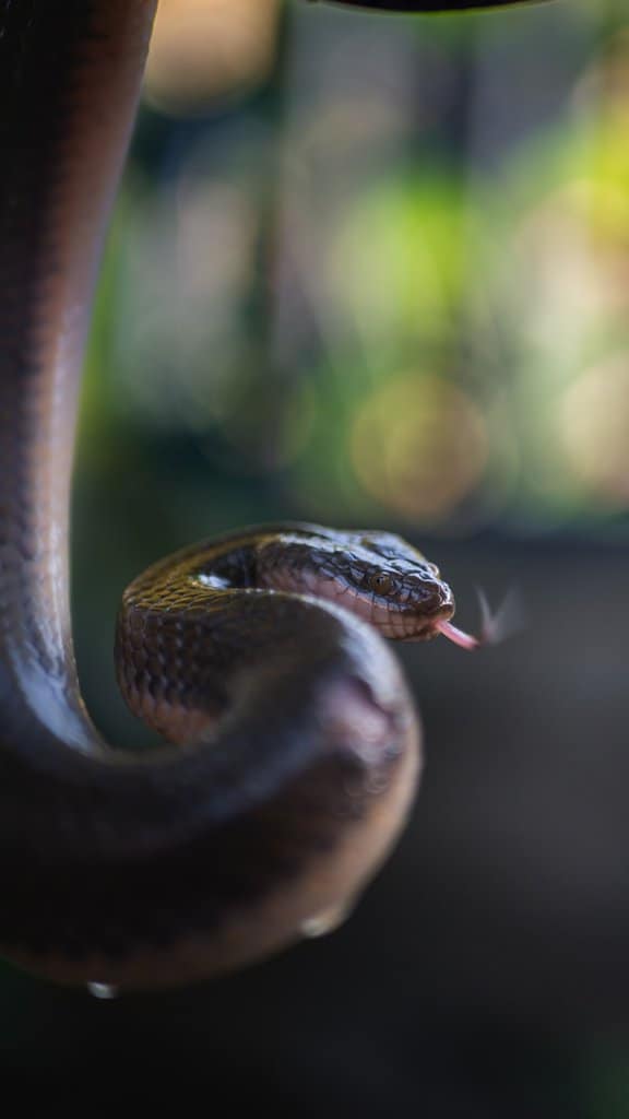 How To Get Rid of Snakes In Home And Keep Them From Getting Back Inside ...