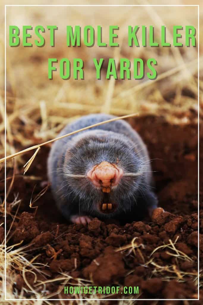 Best Mole Killer For Yards - How I Get Rid Of