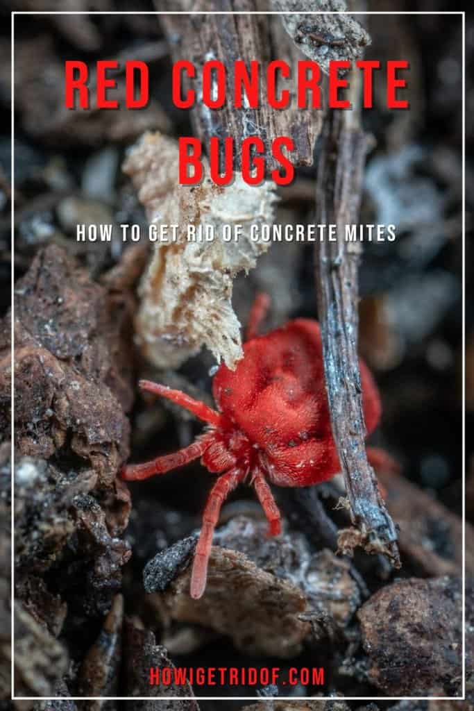 Red Concrete Bugs - How To Get Rid Of Concrete Mites - How I Get Rid Of