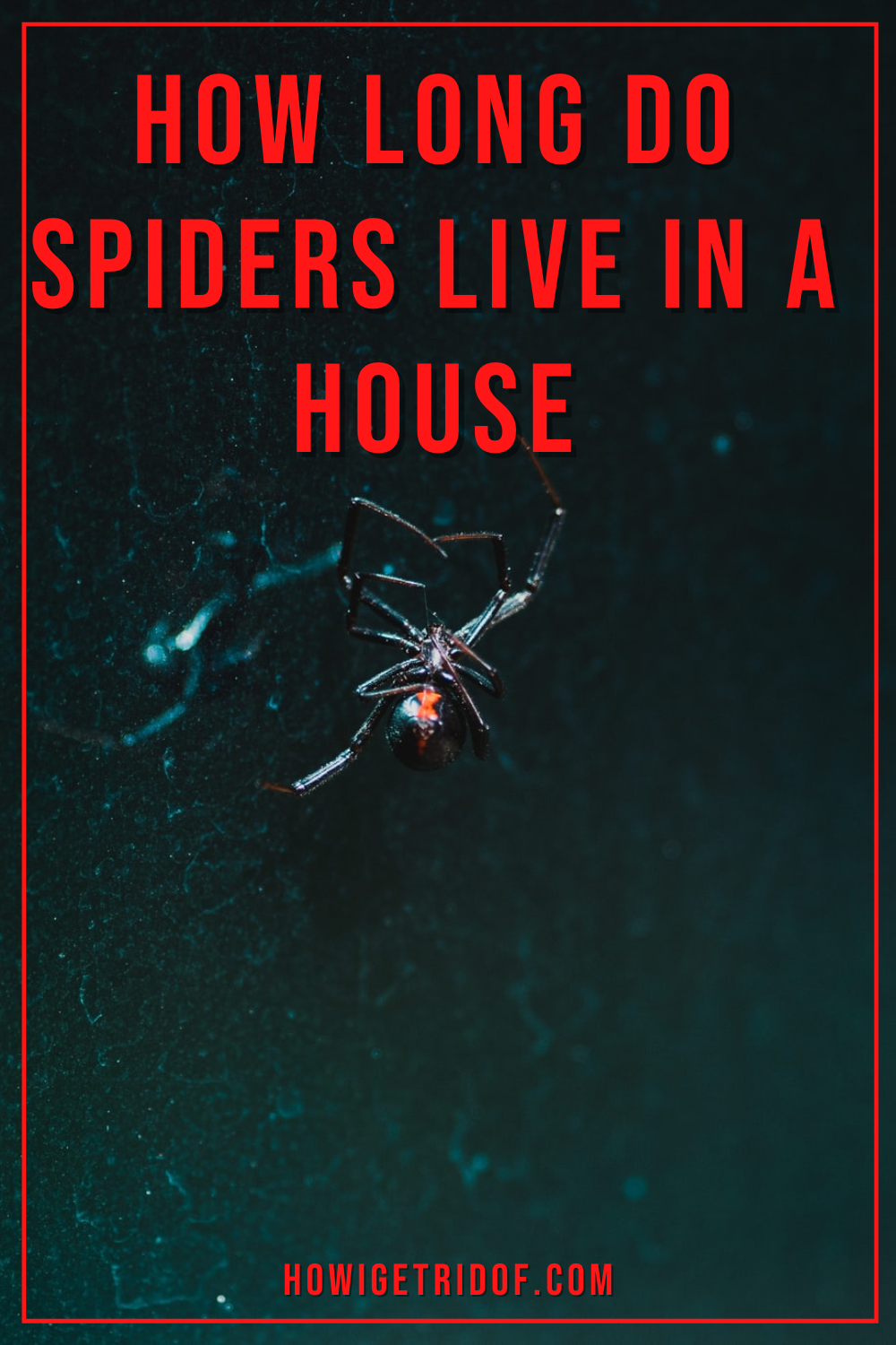 How Long Do Spiders Live In A House? - How I Get Rid Of