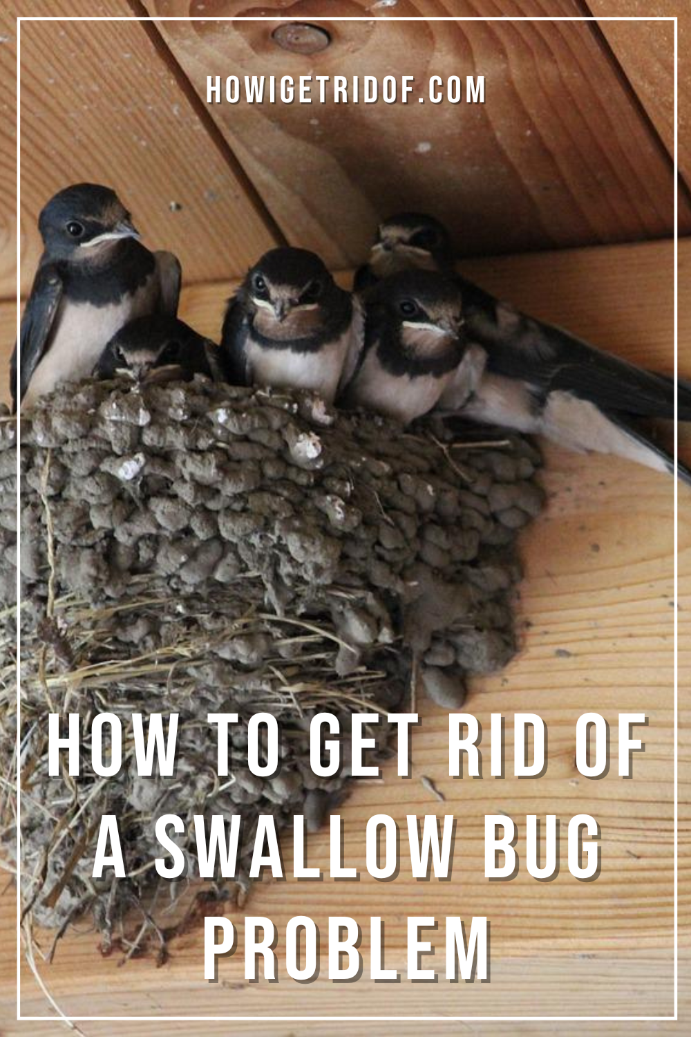 How To Get Rid Of A Swallow Bug Problem - How I Get Rid Of