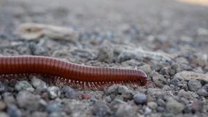 Different Types Of Millipedes And How To Manage Them - How I Get Rid Of