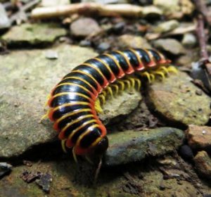 Different Types Of Millipedes And How To Manage Them - How I Get Rid Of