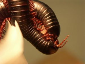Different Types Of Millipedes And How To Manage Them - How I Get Rid Of