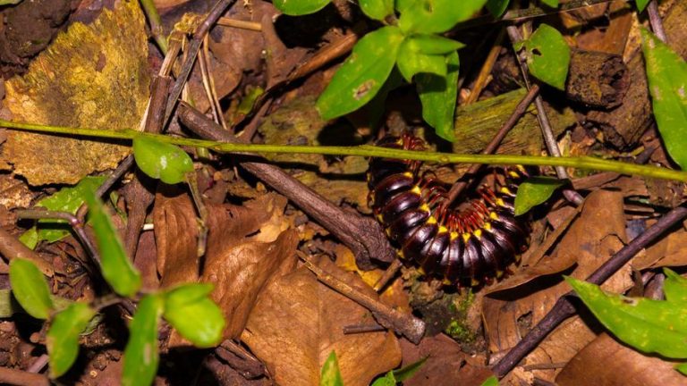 Different Types Of Millipedes And How To Manage Them - How I Get Rid Of