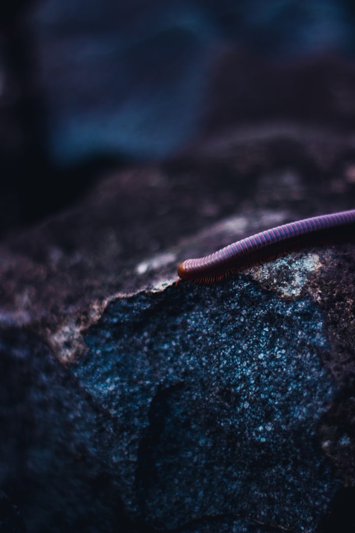 Different Types Of Millipedes And How To Manage Them - How I Get Rid Of