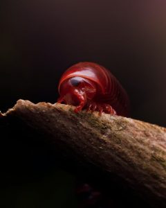 Different Types Of Millipedes And How To Manage Them - How I Get Rid Of