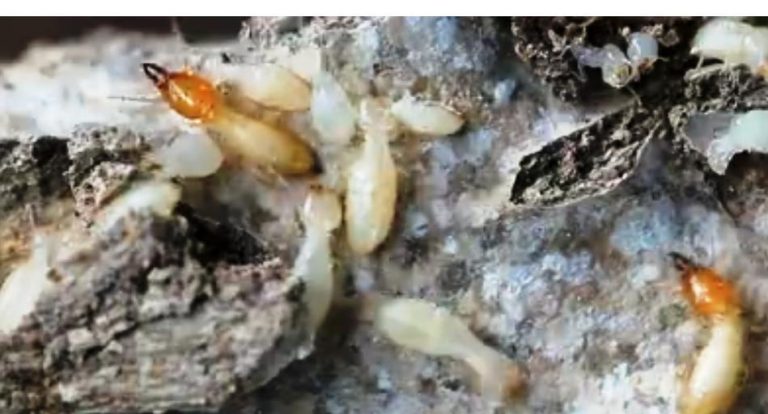 Does Mulch Attract Termites? Best Mulch To Use To Avoid Termites - How ...