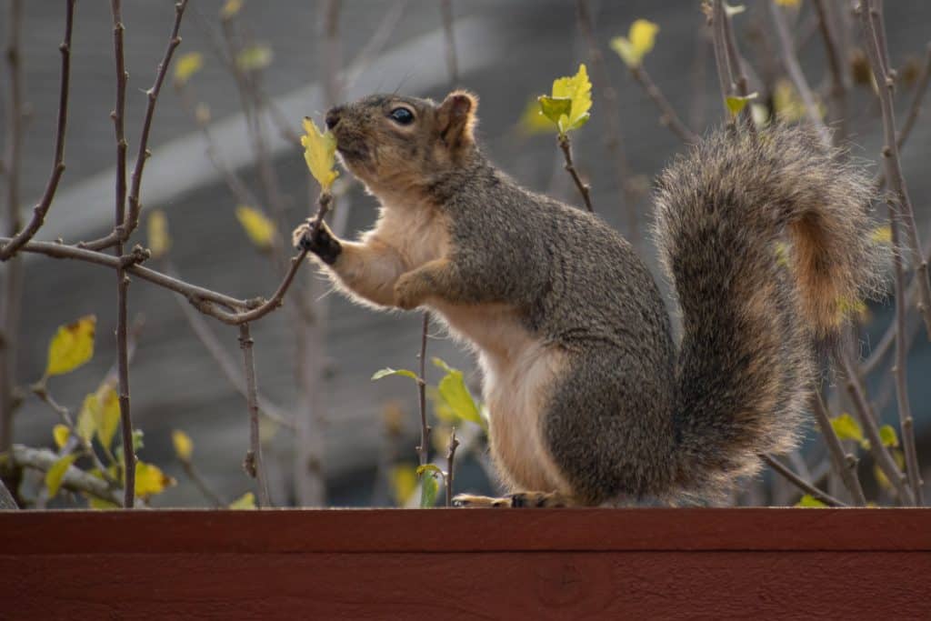 How much Does Squirrel Removal Cost? - How I Get Rid Of