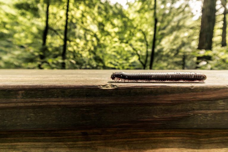 Different Types Of Millipedes And How To Manage Them - How I Get Rid Of