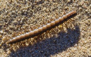 Different Types Of Millipedes And How To Manage Them - How I Get Rid Of