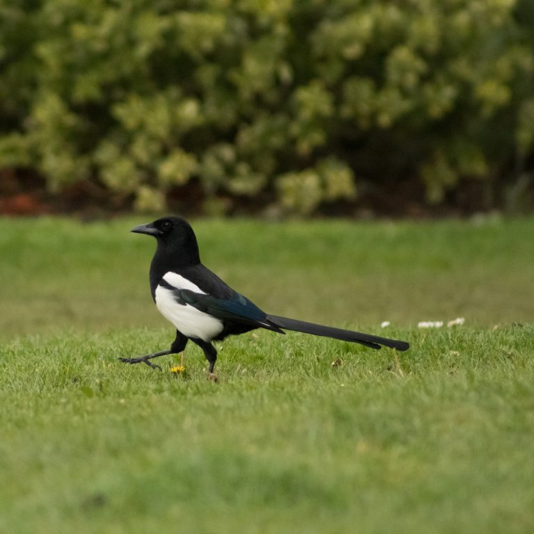 How To Get Rid Of Magpies - How I Get Rid Of
