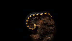 Different Types Of Millipedes And How To Manage Them - How I Get Rid Of
