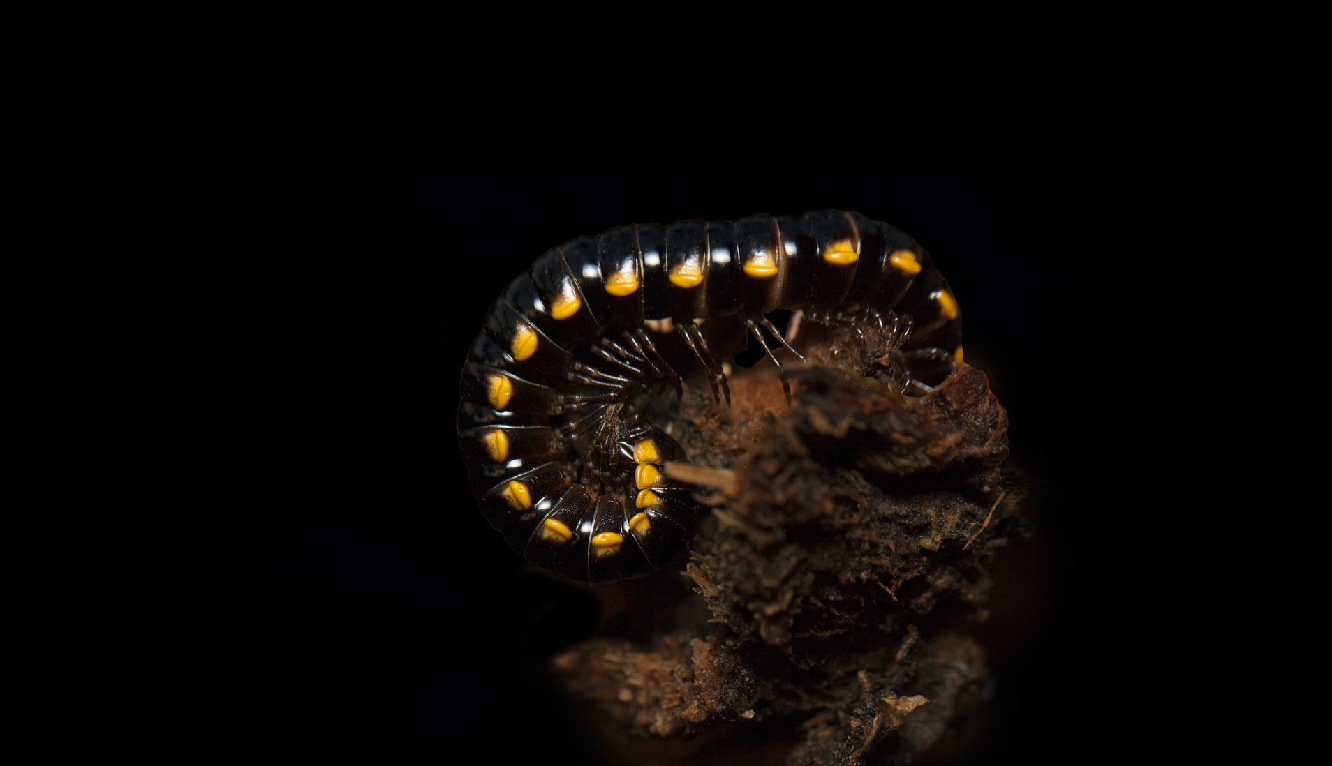 Different Types Of Millipedes And How To Manage Them - How I Get Rid Of