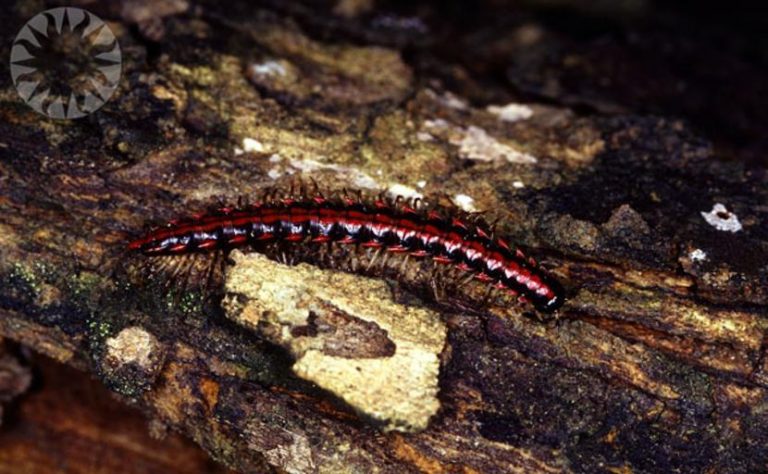 Different Types Of Millipedes And How To Manage Them - How I Get Rid Of