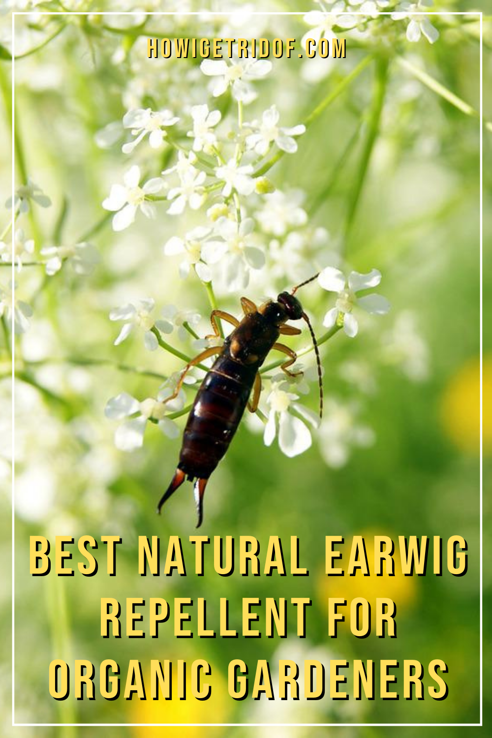 Best Natural Earwig Repellent For Organic Gardeners - How I Get Rid Of