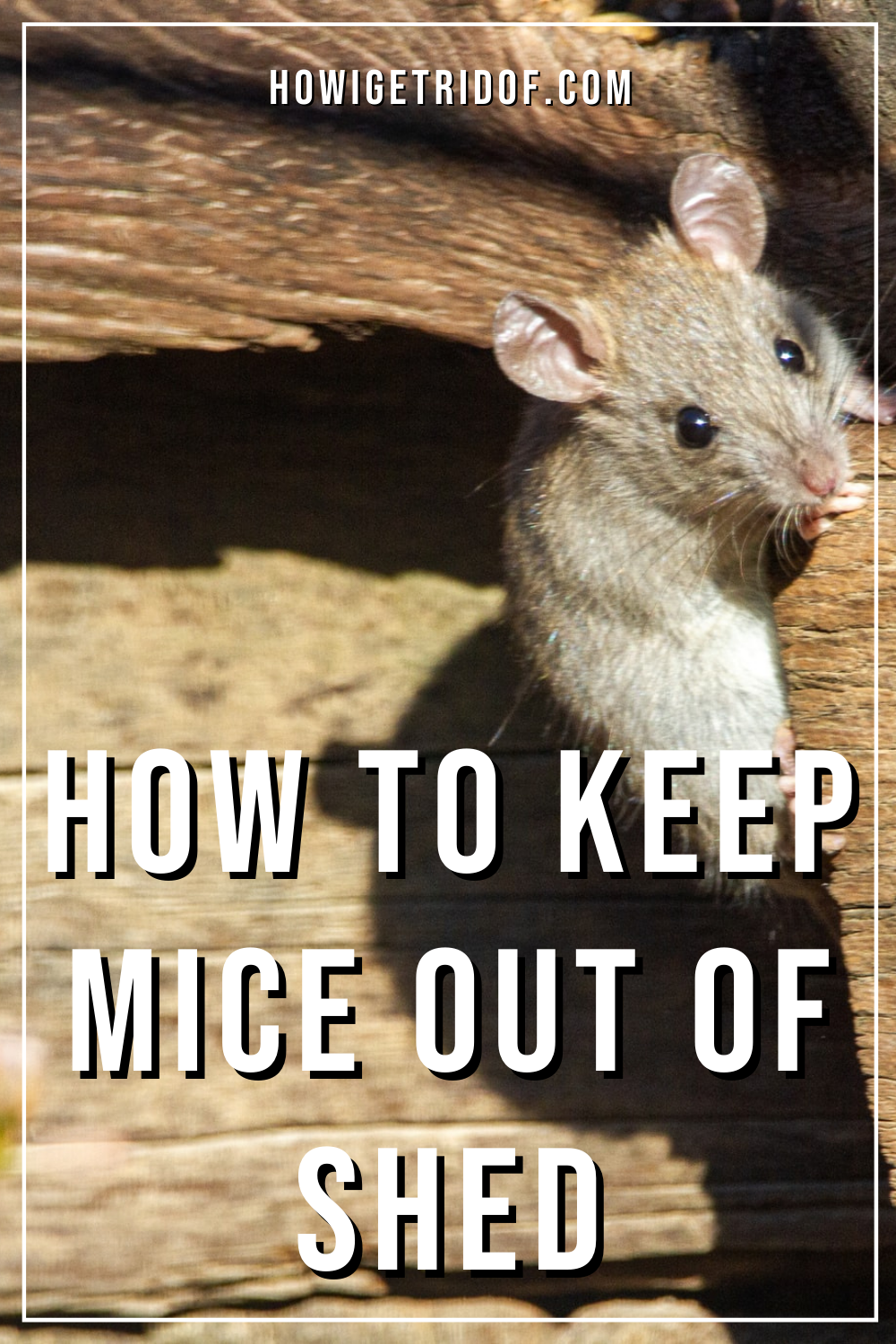 How To Keep Mice Out Of Shed - How I Get Rid Of