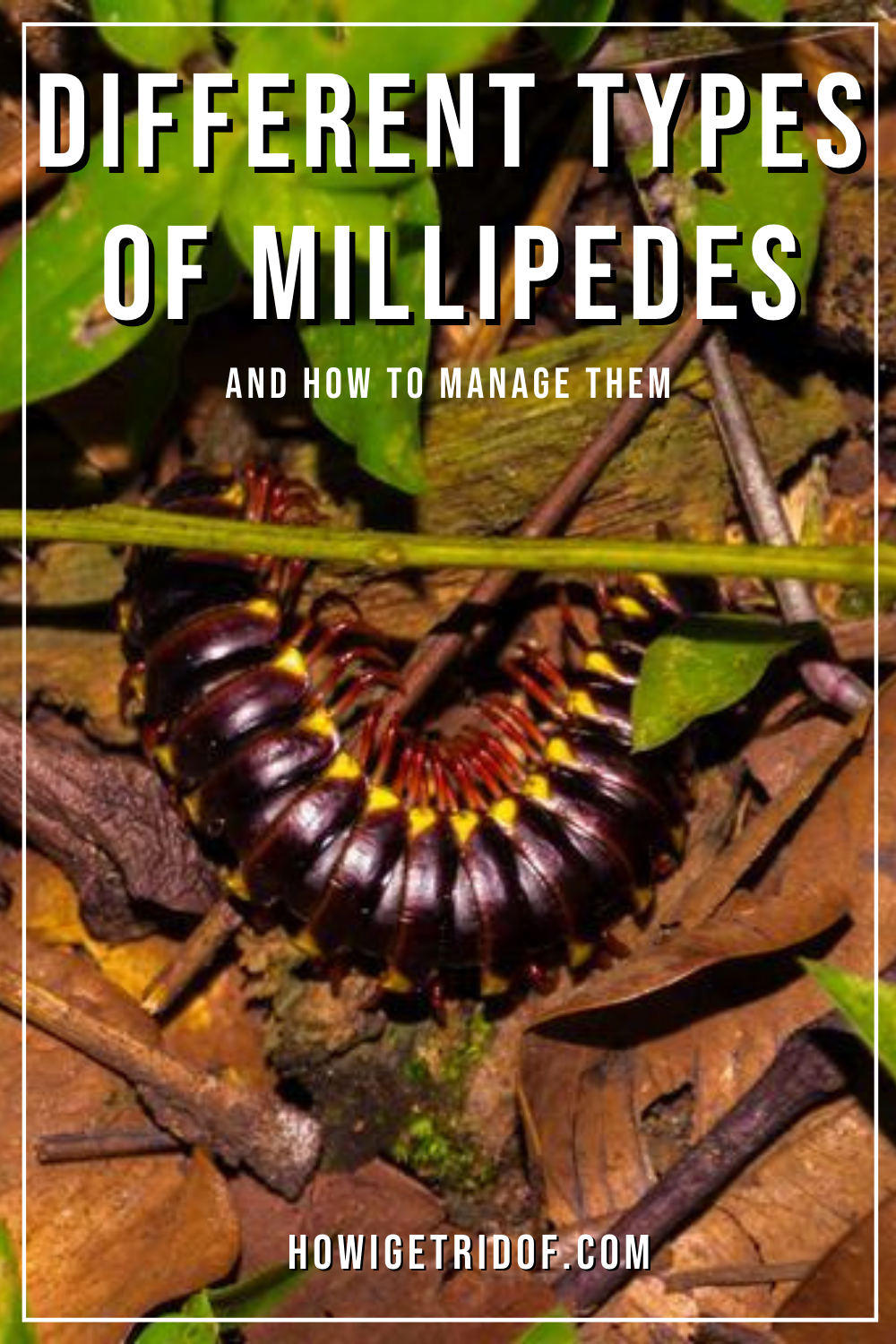 Different Types Of Millipedes And How To Manage Them - How I Get Rid Of