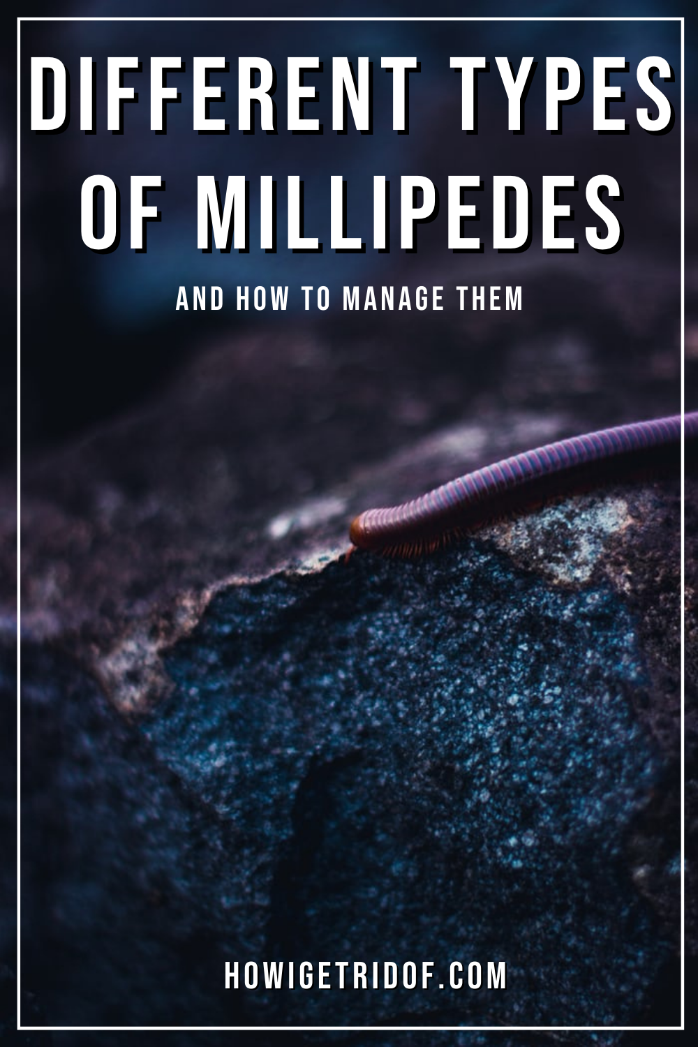 Different Types Of Millipedes And How To Manage Them - How I Get Rid Of