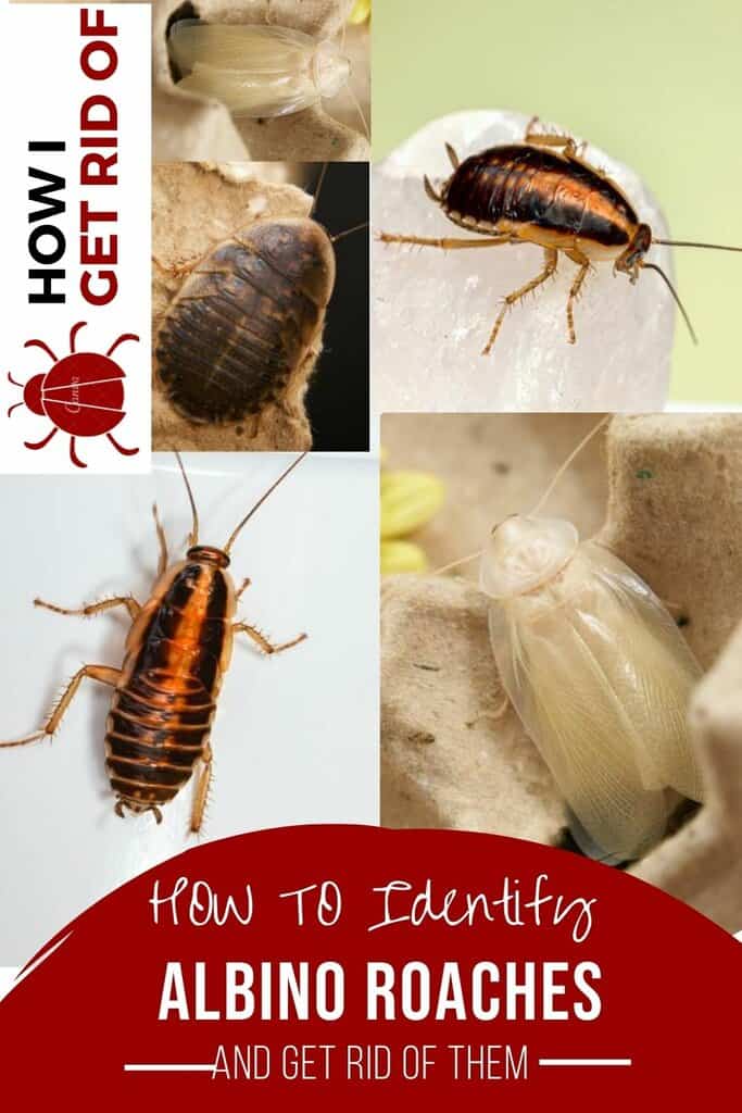 What is an Albino Roach or White Roach? How to Identify and Get Rid of ...